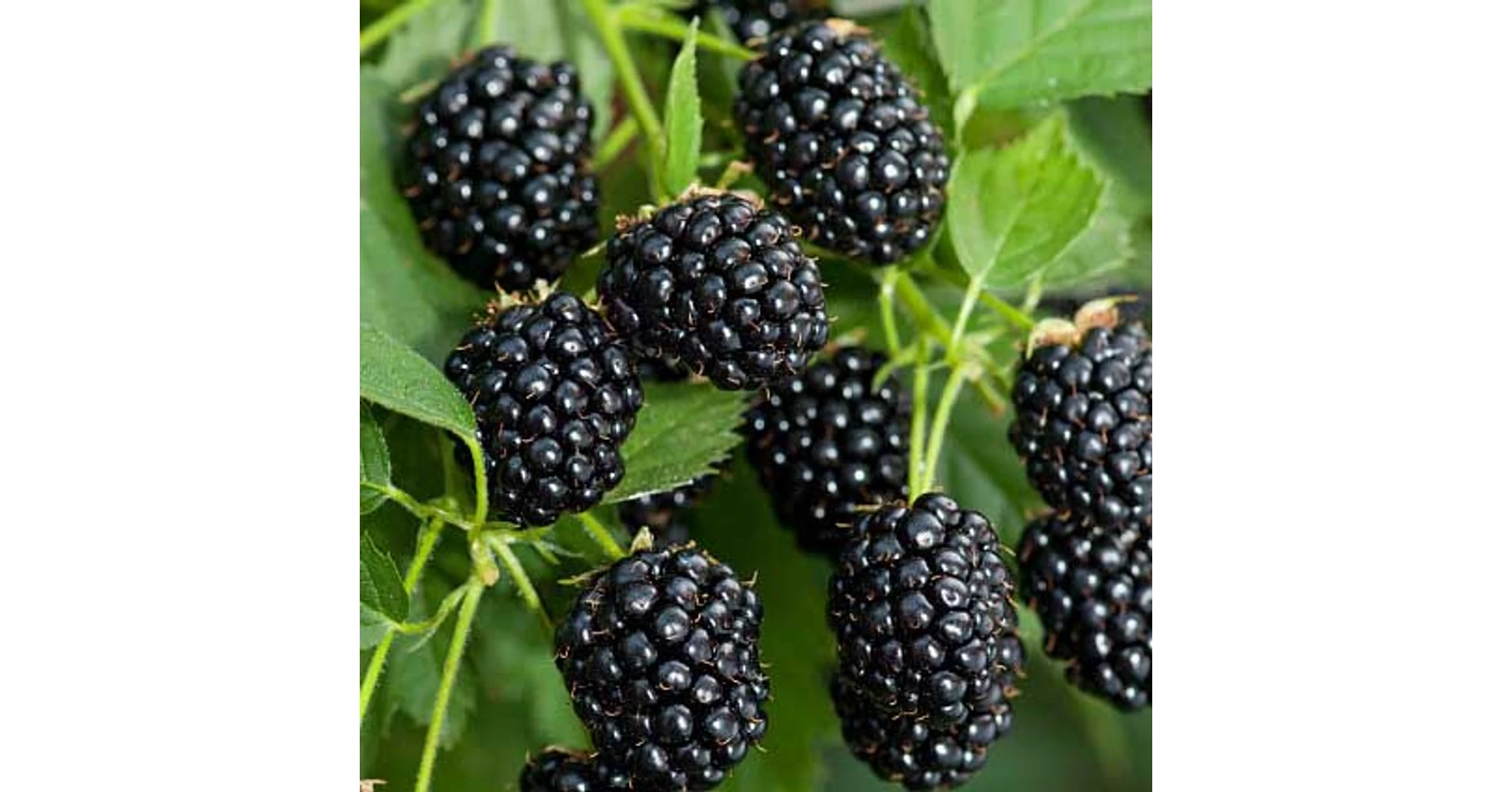 Rubus fruticosus 'Relevant' – Fekete szeder