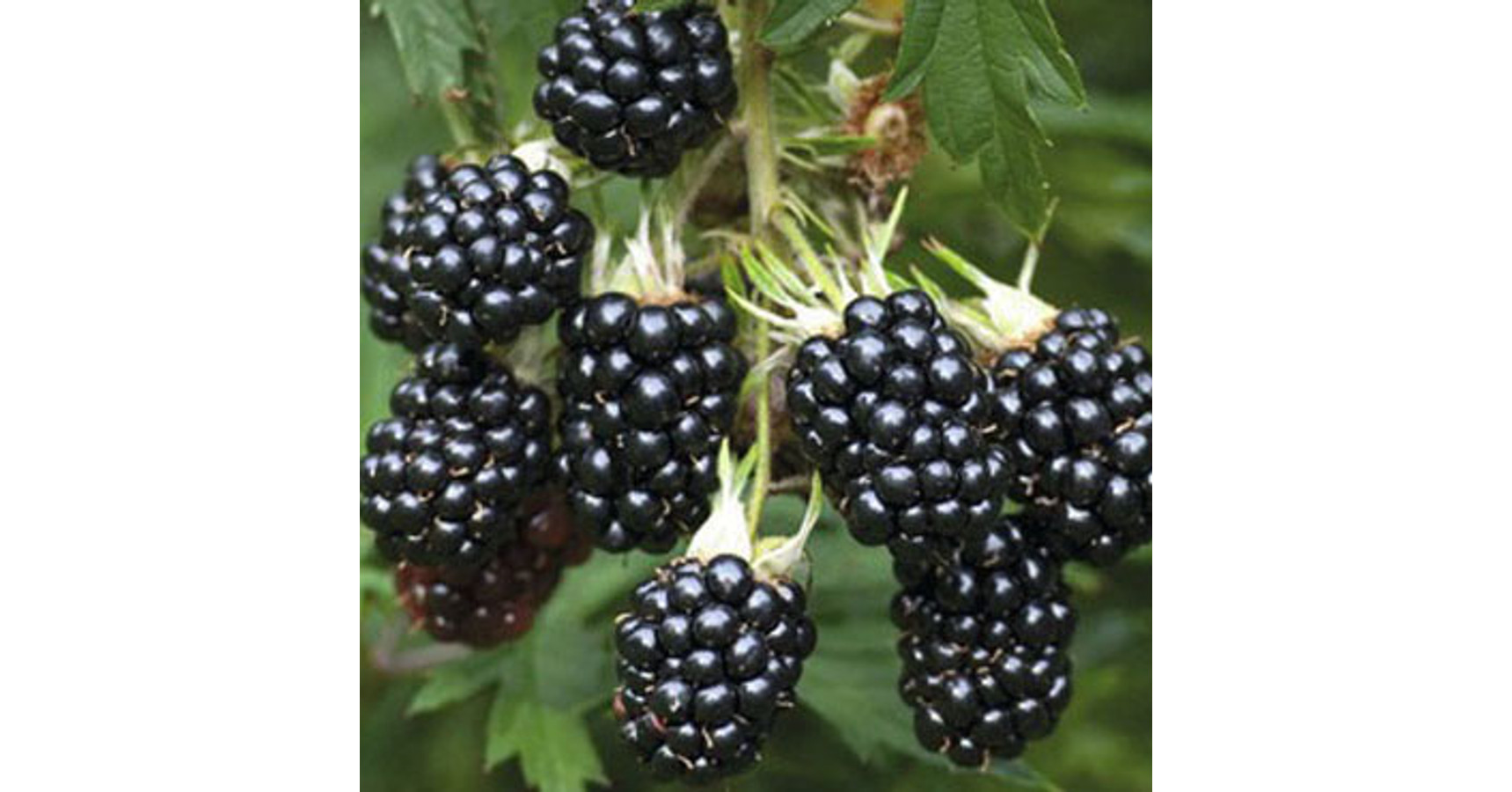 Rubus fruticosus 'Thornless Evergreen' – Tüskétlen fekete szeder