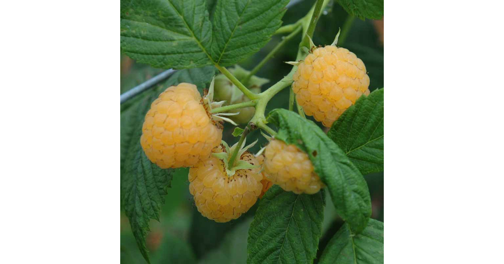 Rubus idaeus 'All Gold' – Folytontermő sárga málna