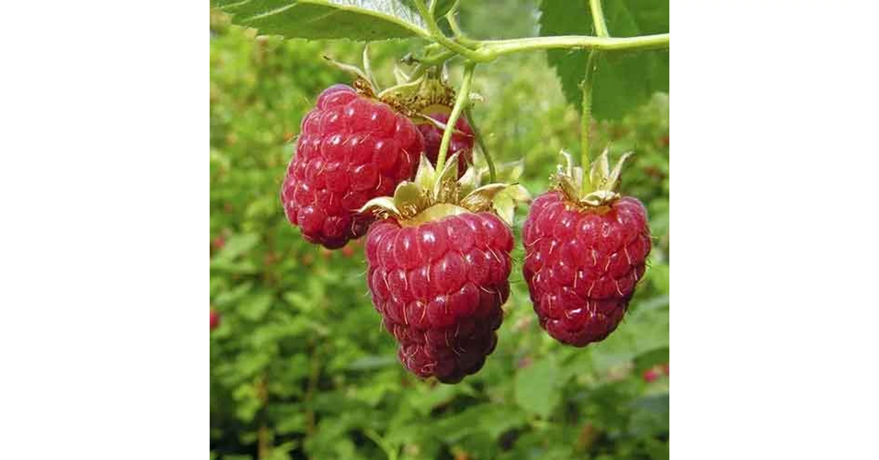 Rubus idaeus 'Autumn Bliss' (syn.: 'Blissy') - Folytontermő málna ...