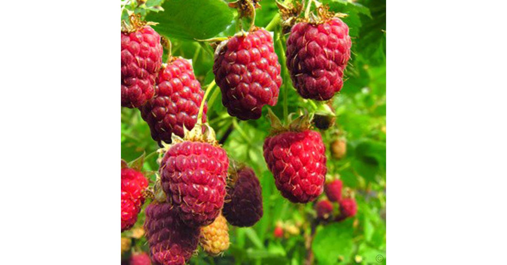 Rubus idaeus 'Malling Promise' – Óriás, bőtermő málna
