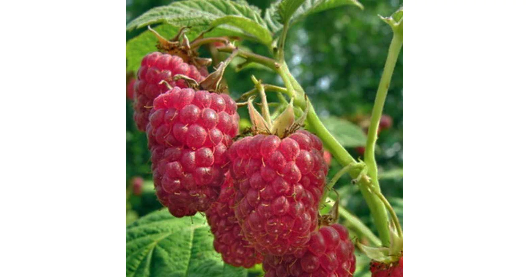 Rubus idaeus 'Polka' – Folytontermő málna (rezisztens)