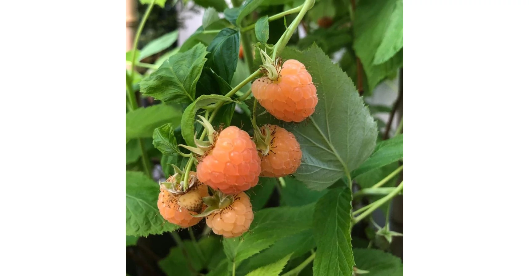 Rubus idaeus Primeberry® 'Autumn Amber' – Málna (őszi, tüske nélküli)