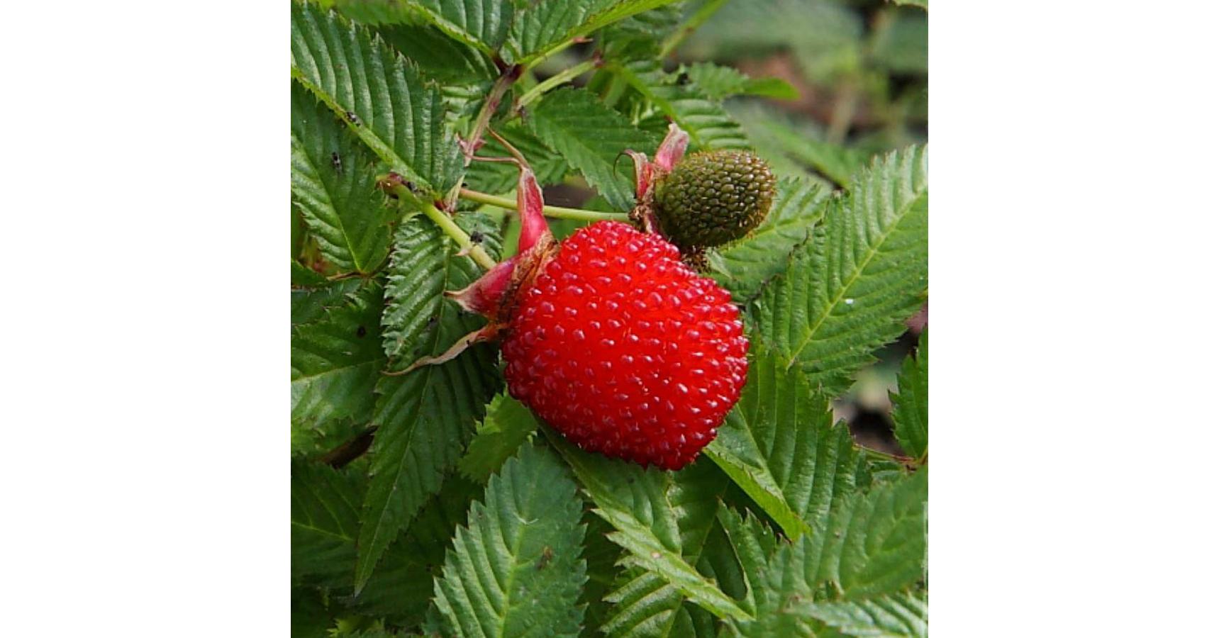 Rubus illecebrosus – Japán szamócamálna