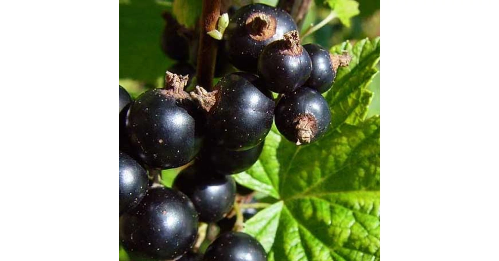 Ribes nigrum 'Triton' - Fekete ribizli (bokor)