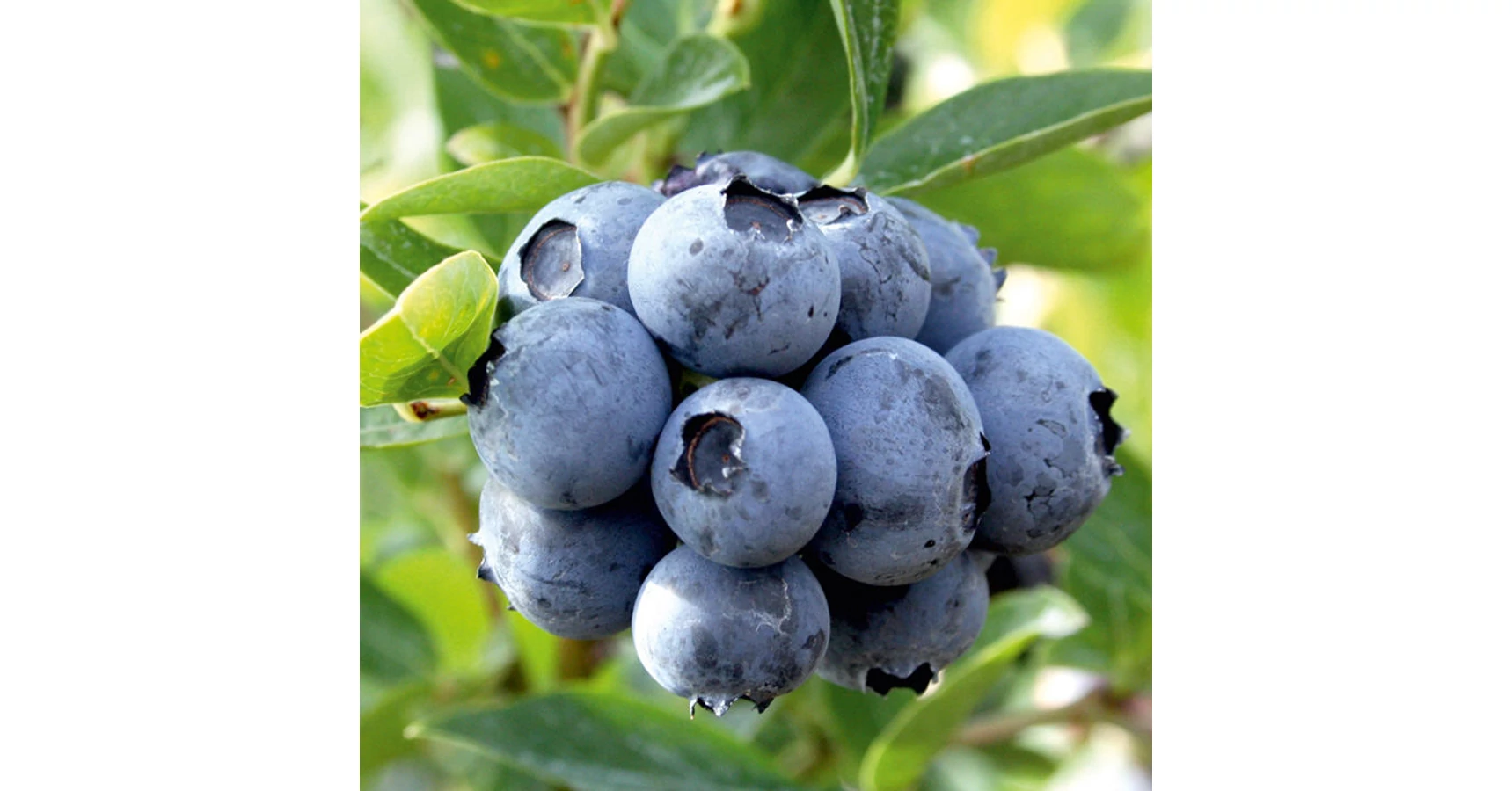 Vaccinium corymbosum 'Duke' - Kék áfonya