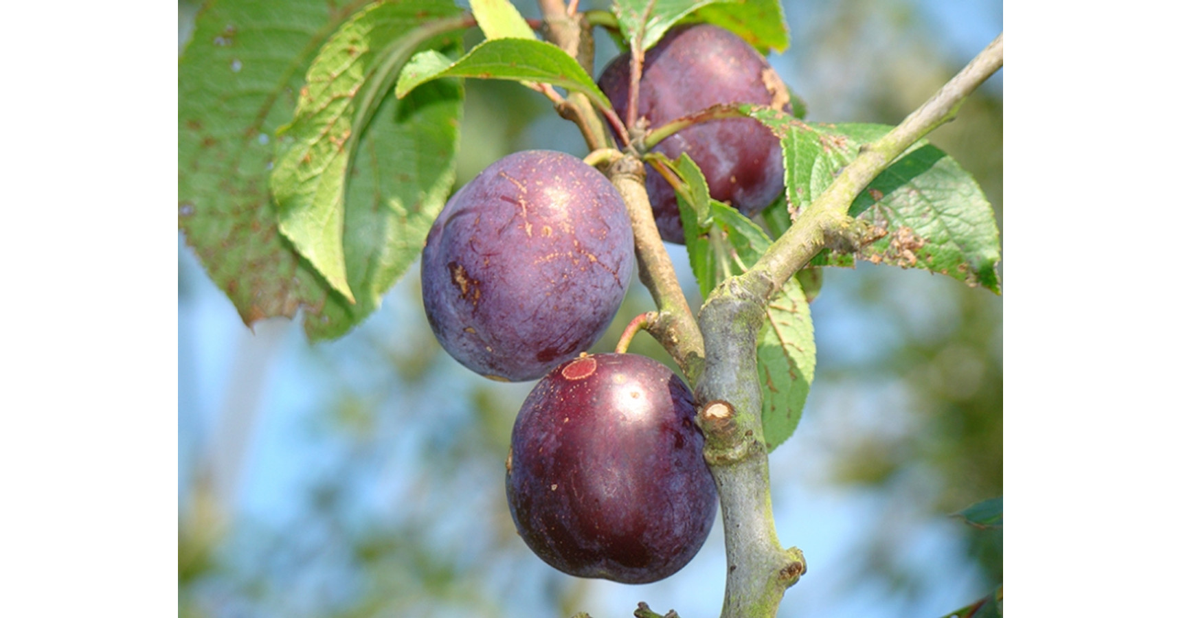 'Anna Späth' szilva