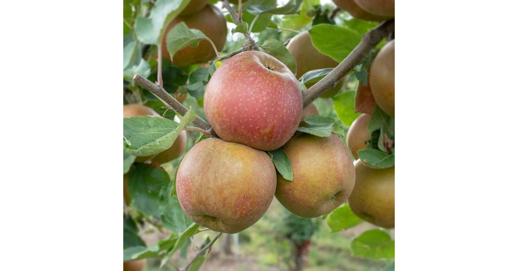 'Boskoopi szép' (syn.: 'Belle de Boskoop', 'Goudreinet', 'Schone van ...