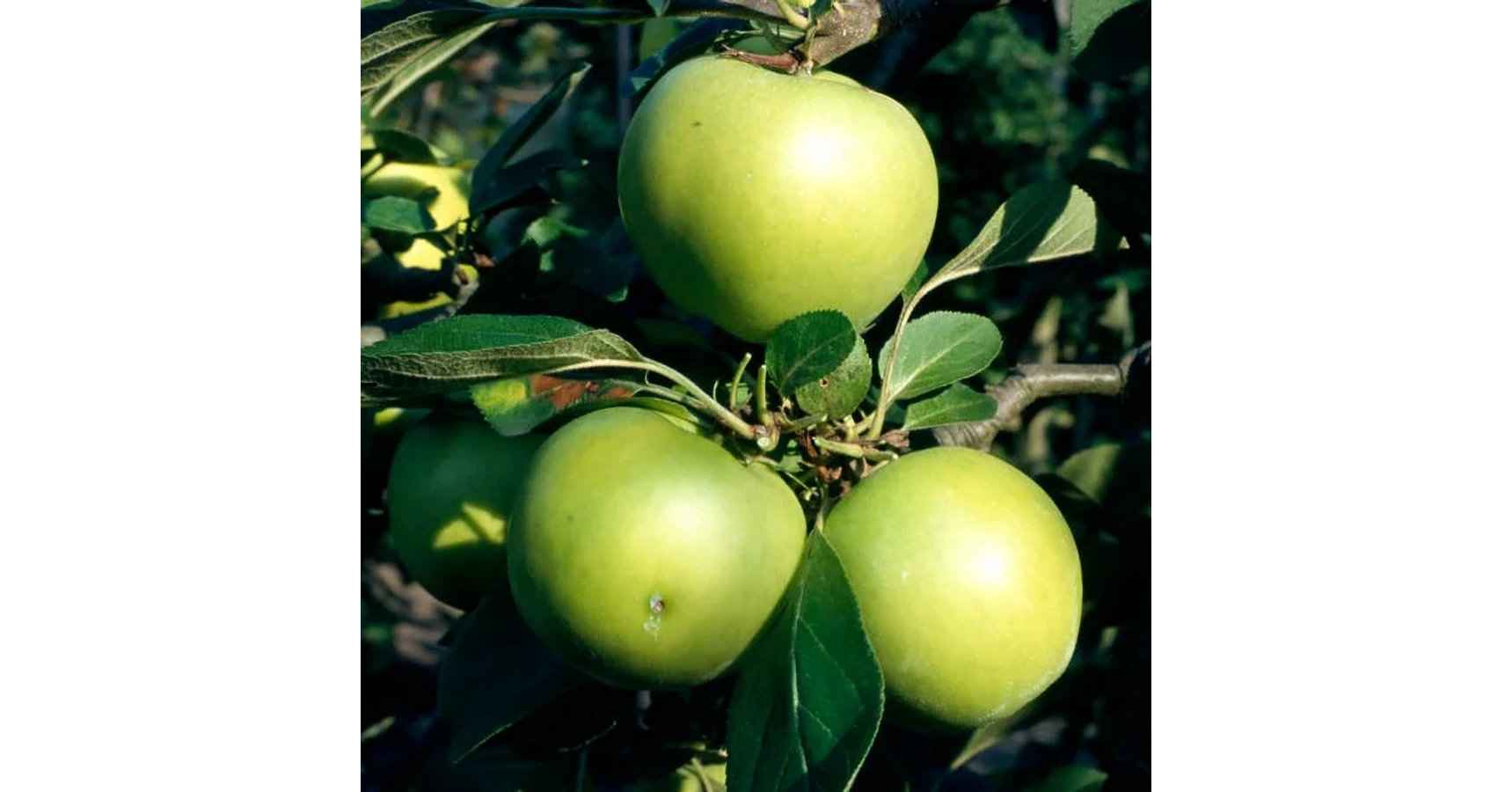 'Golden Noble' (syn.: 'Gelber Edelapfel', 'Glasapfel', 'Nemes aranyalma ...