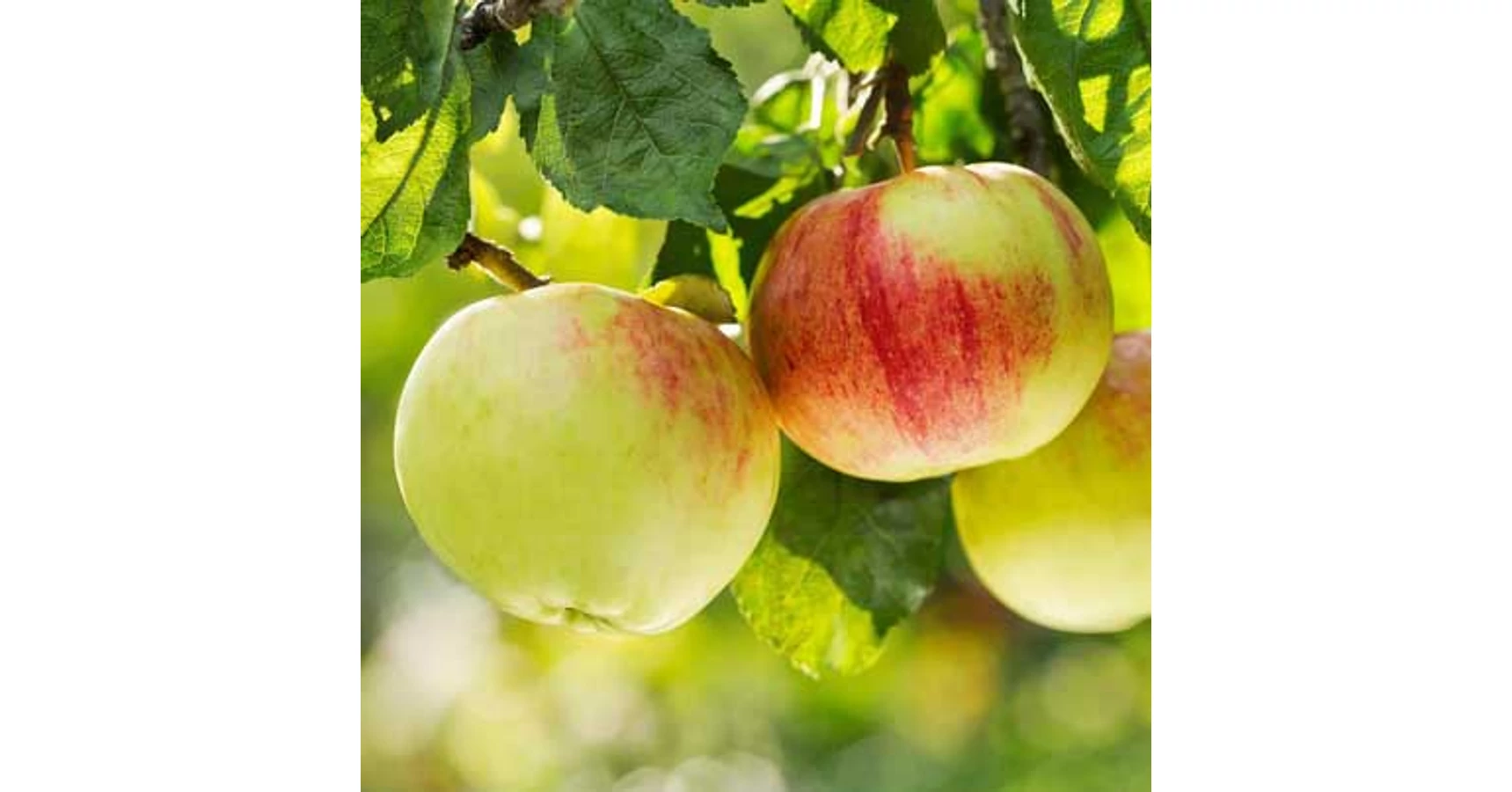 'Winterrambour' almafa (koros konténeres) – MM106 alanyon