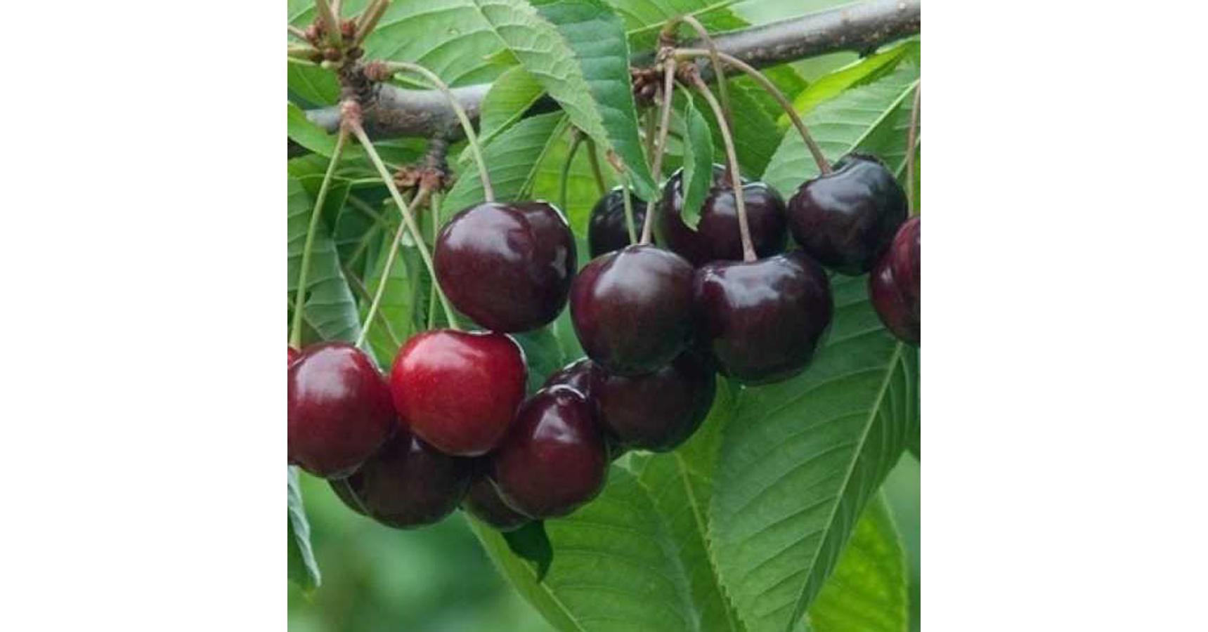 'Germersdorfi óriás' (syn.: 'Schneiders Späte Knorpelkirsche ...