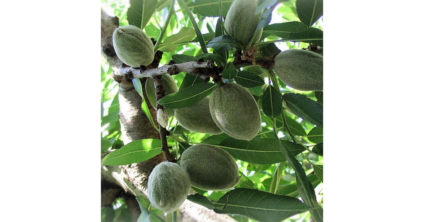 'Ferraduel' mandulafa (koros konténeres)