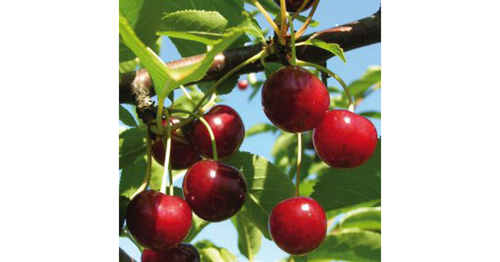 'Kelleriis 16' meggyfa (konténeres)