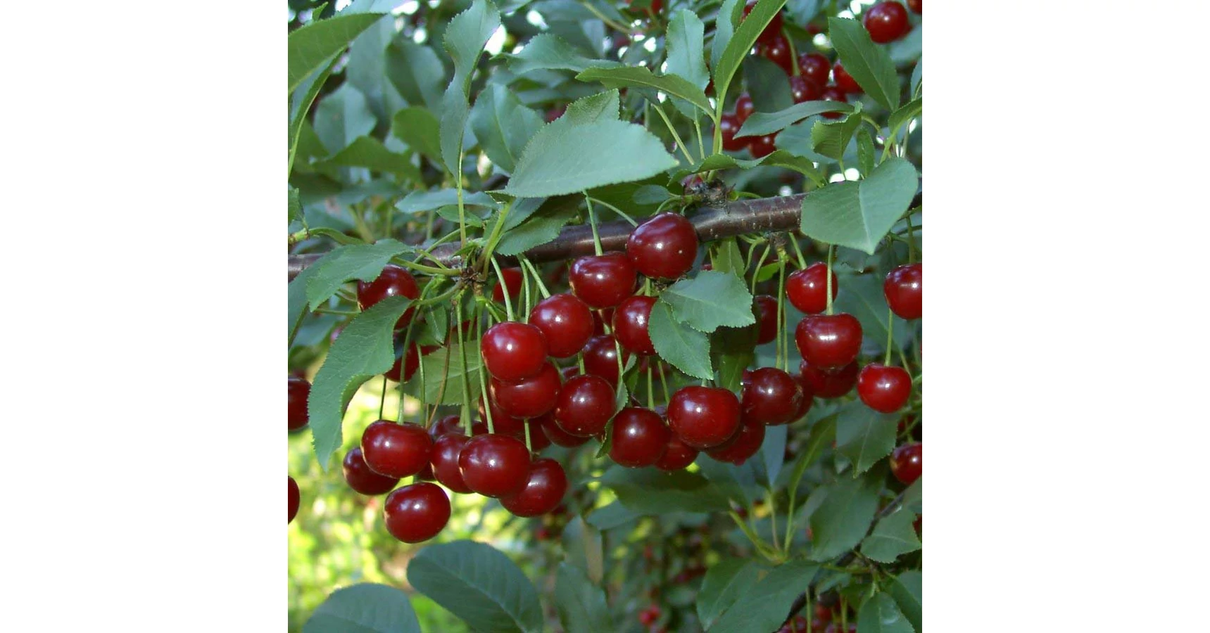 'Petri' meggyfa (öntermékeny) (konténeres)