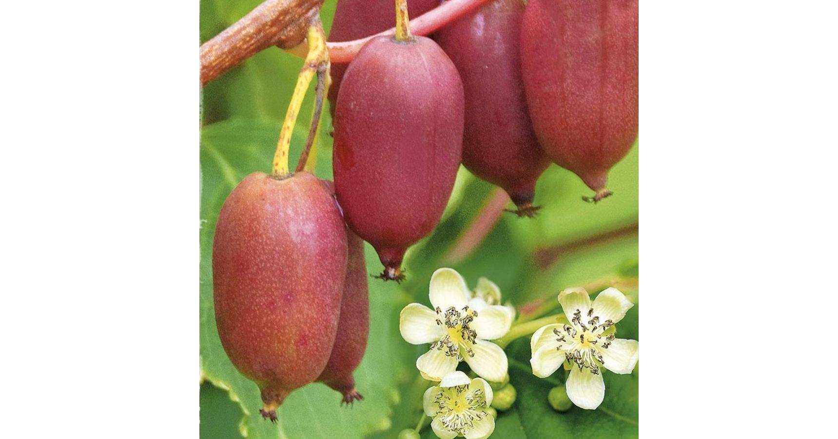 Actinidia arguta 'Red Jumbo' – Termős piros kivi