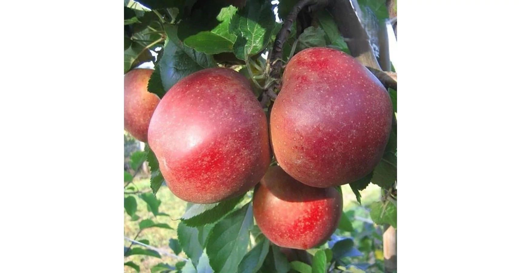 'Roter Boskoop' (syn.:'Boskoop Rouge', 'Piros Boskoop', 'Rode Boskoop', 'Schmitz-Hübsch') almafa ...