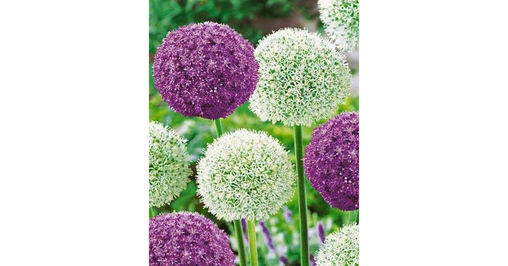 Allium Duo – lila-fehér