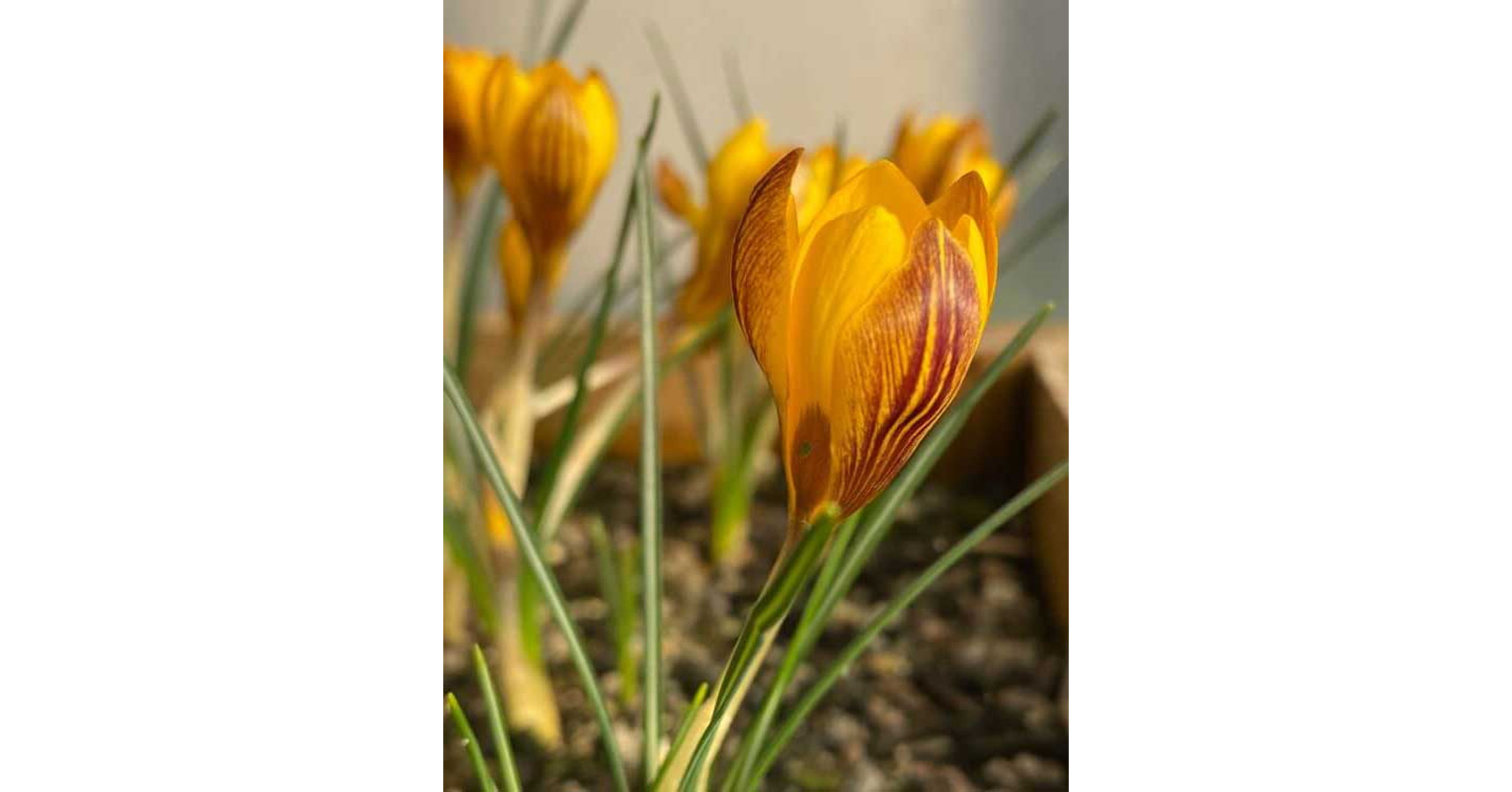 Crocus chrysantus 'Fuscotinctus' - Korai krókusz