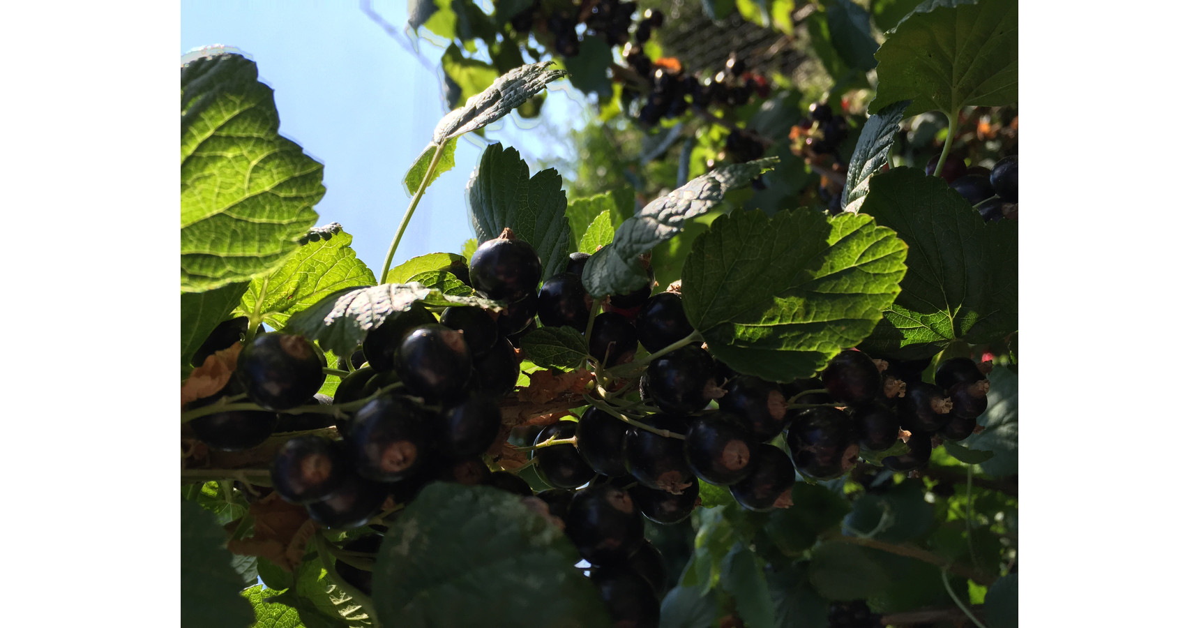 Ribes nigrum 'Aranka' (syn.: ’Fertődi 11’) - Fekete ribizli