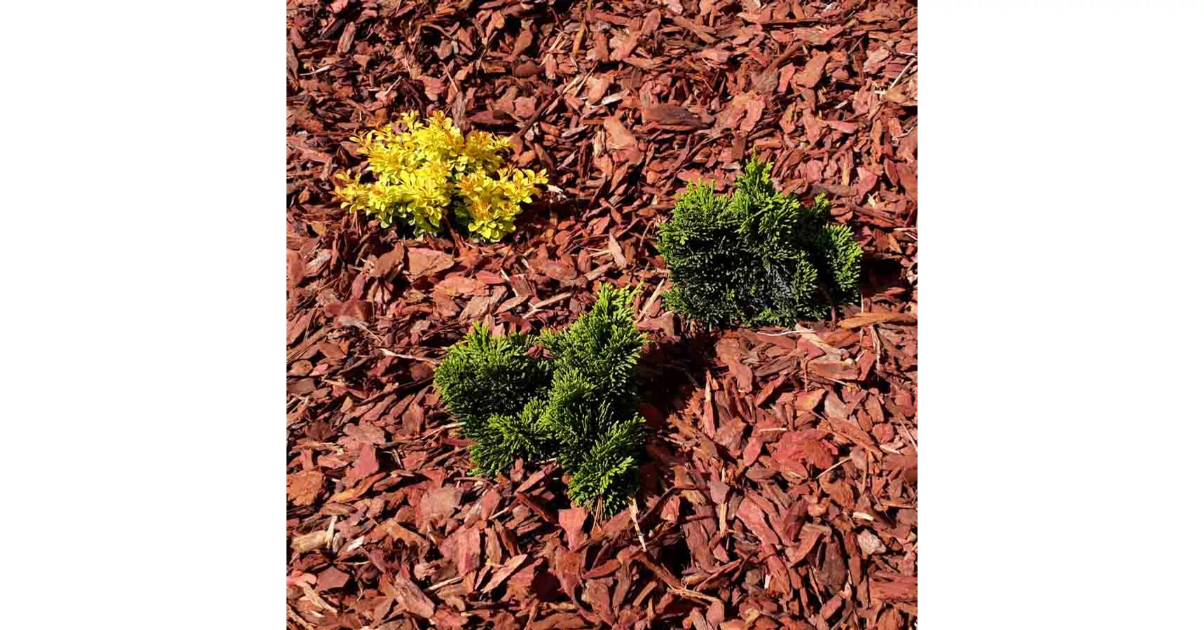 Vörösfenyő kéreg apró szemű (0,5-2 cm)