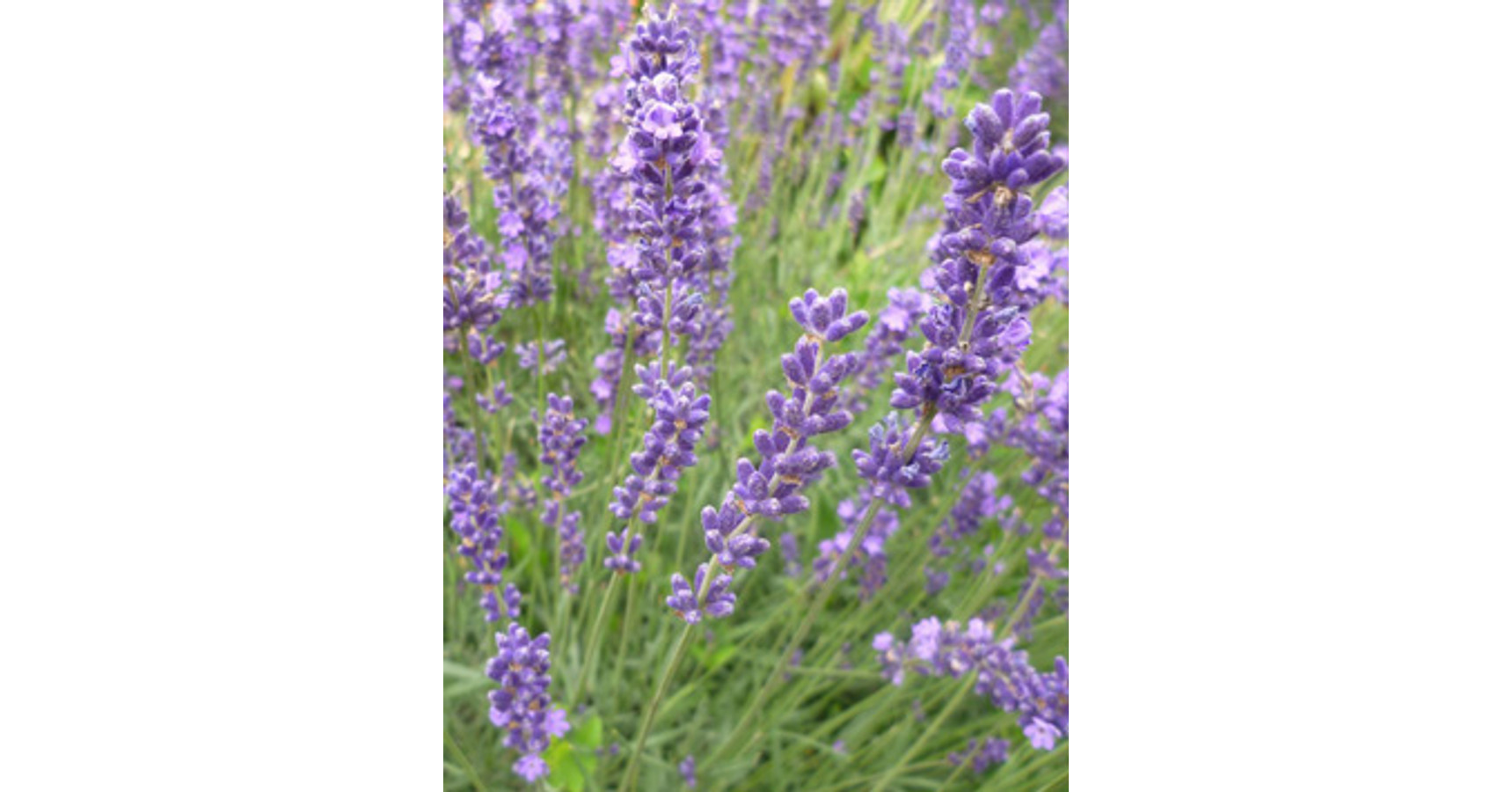 Lavandula x intermedia 'Dutch' - Liláskék provánszi levendula