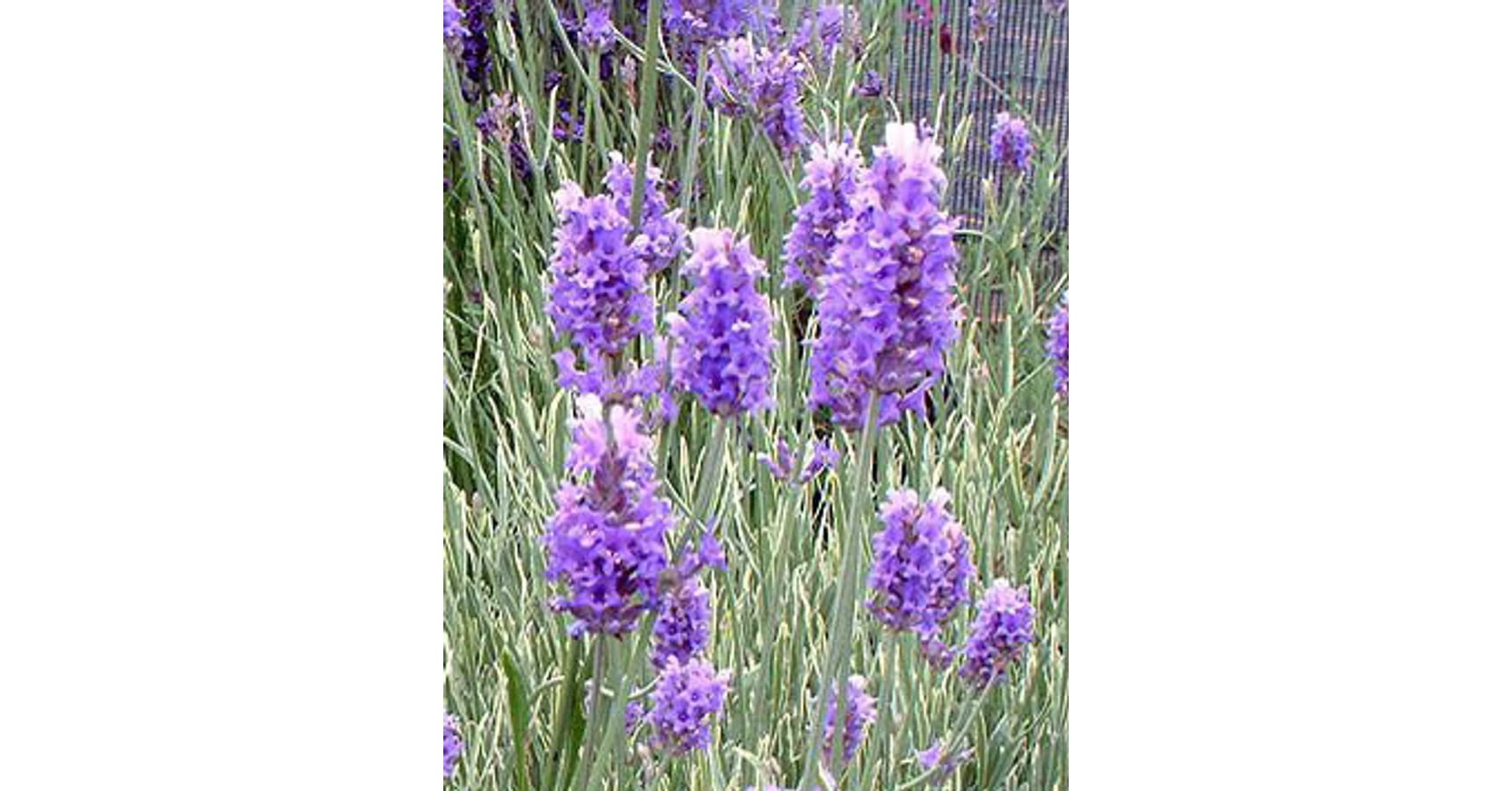 Lavandula x intermedia 'Walberton's Silver Edge' - Liláskék provánszi ...