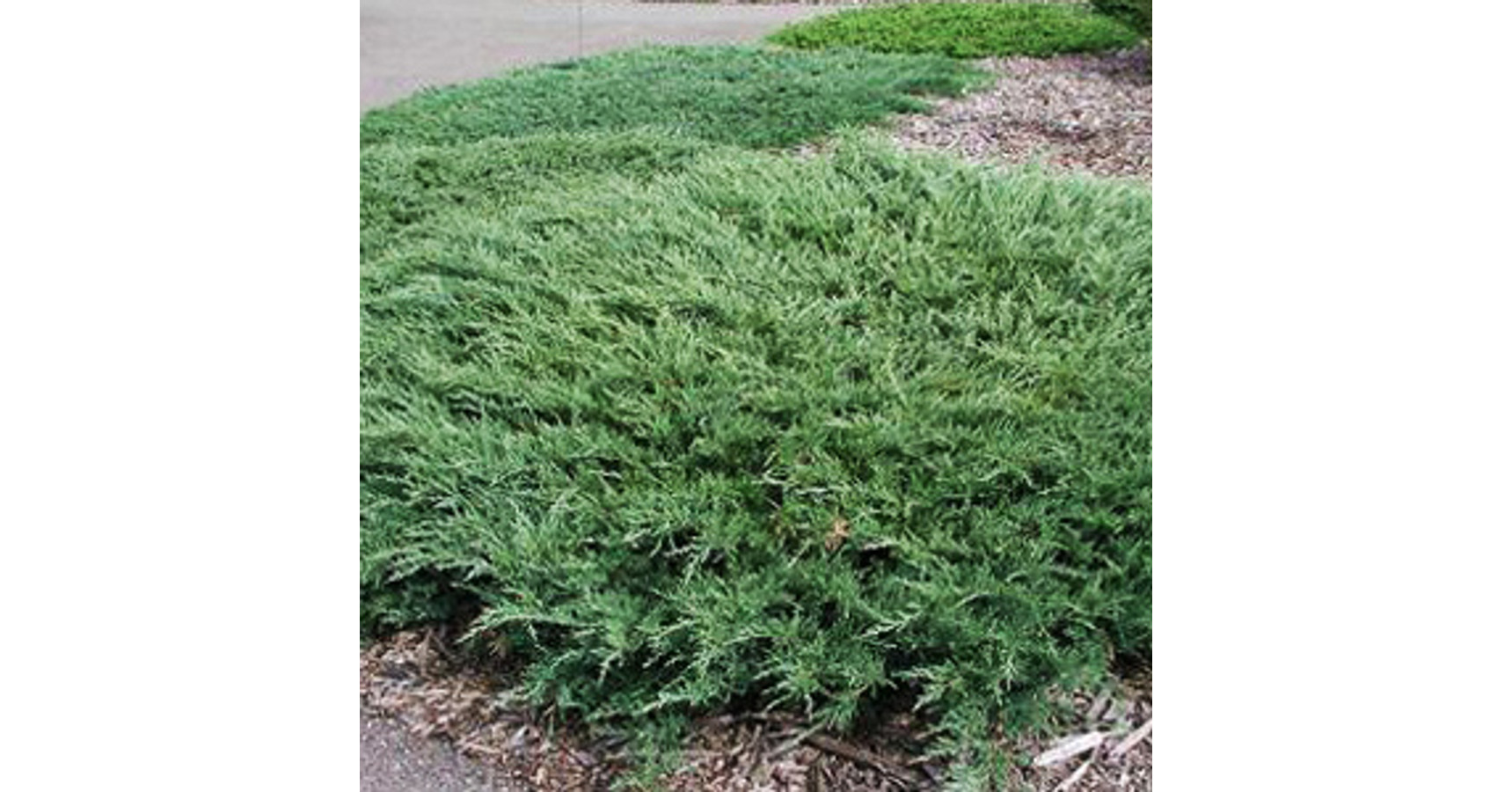 Juniperus horizontalis 'Andorra Compacta' – Terülő henyeboróka