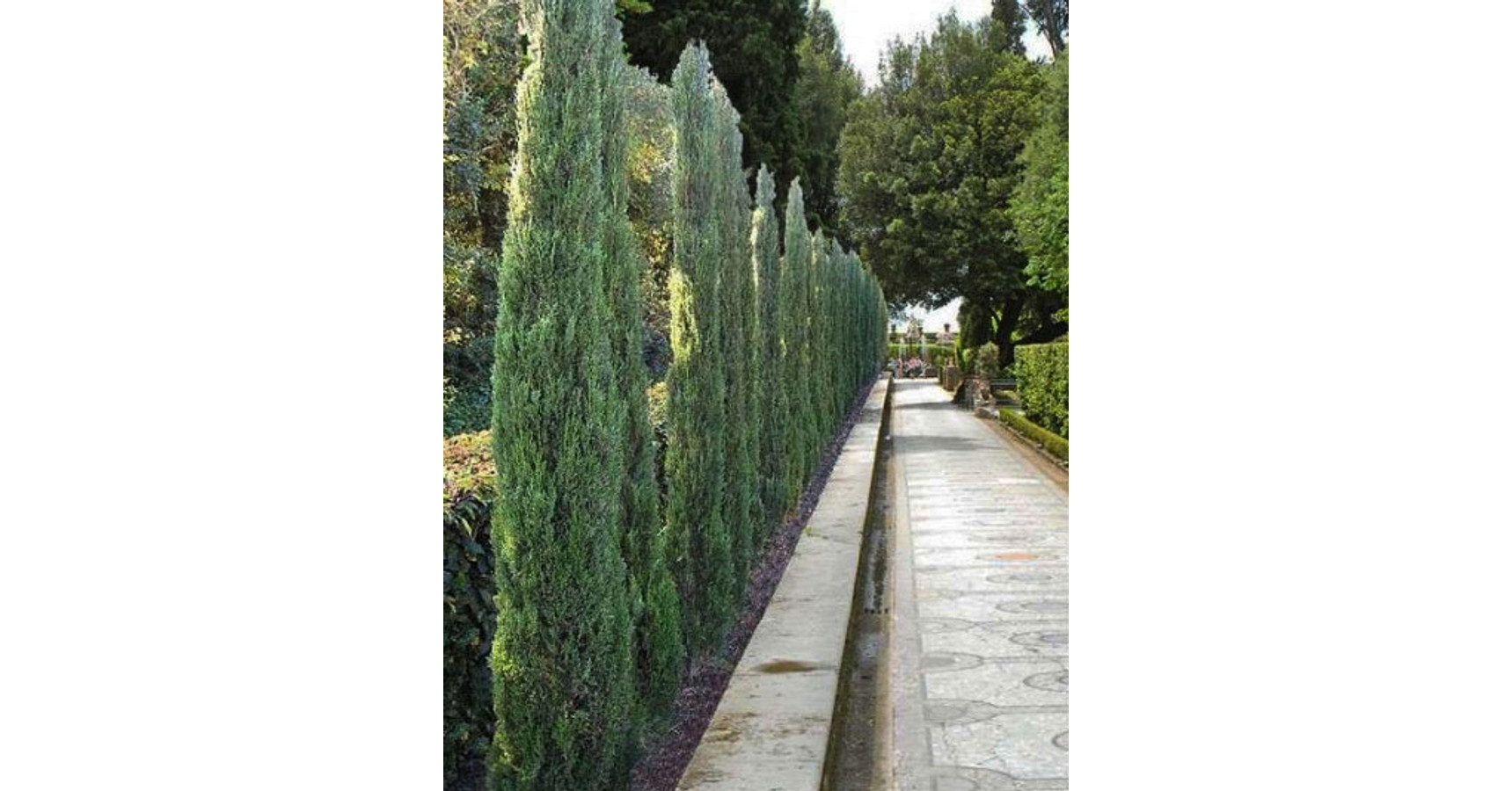 Cupressus sempervirens 'Stricta Blue' – Európai ciprus