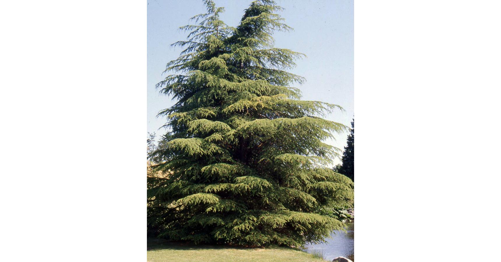 Cedrus libani 'Stenocoma' – Libanoni cédrus