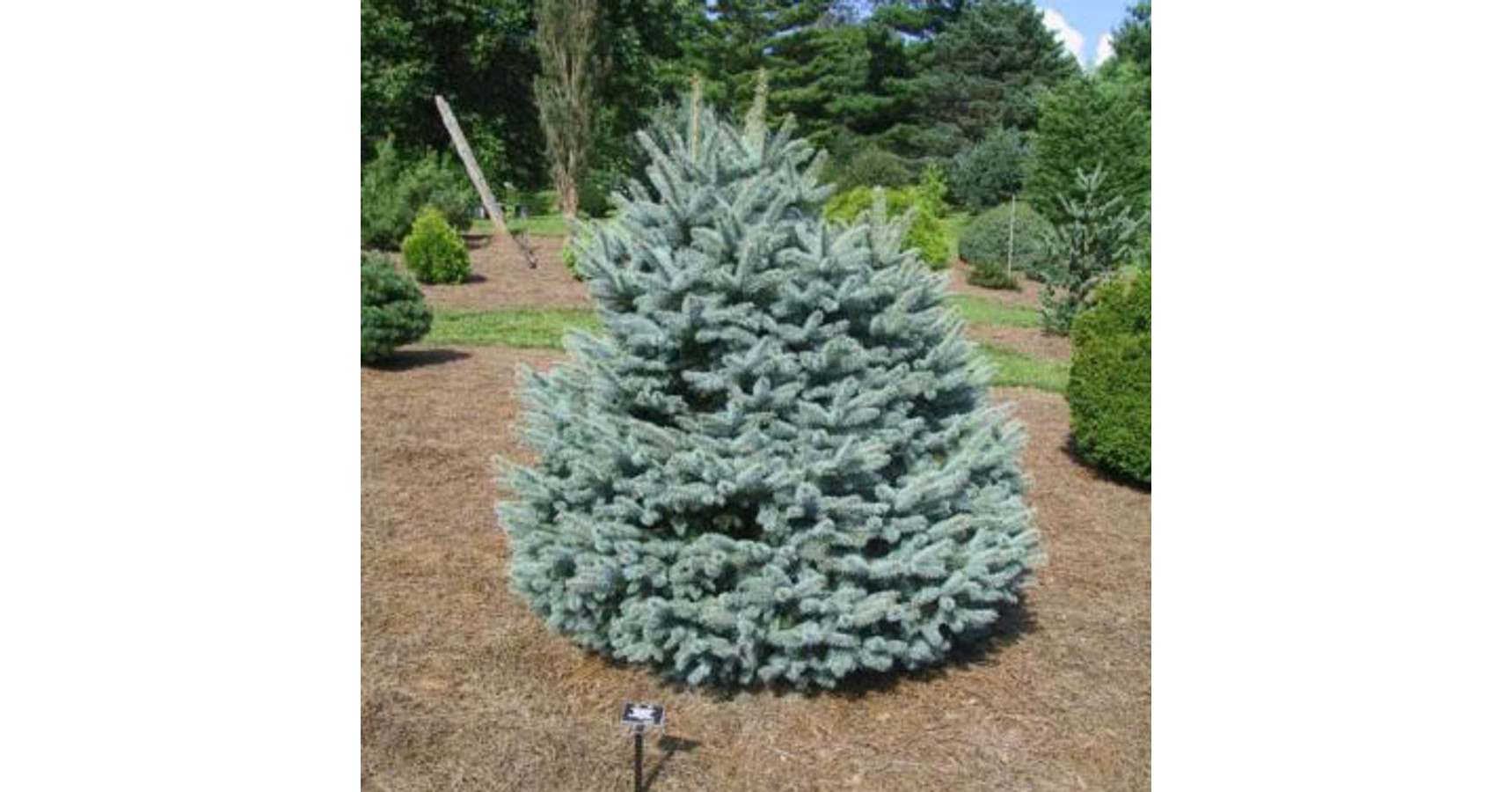 Picea pungens 'Baby Blue Eyes' – Ezüstfenyő