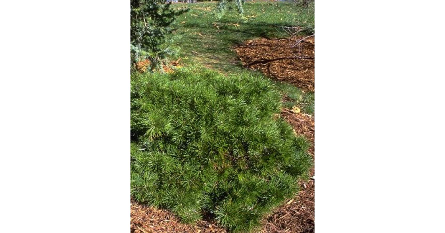 Pinus nigra 'Nana Compacta' – Törpe feketefenyő