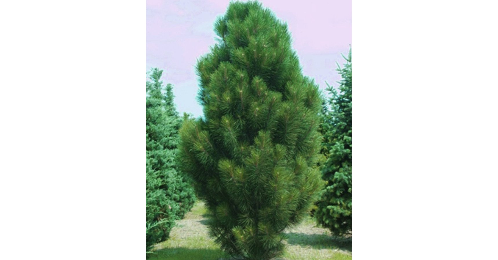 Pinus nigra 'Pyramidalis' – Oszlopos feketefenyő