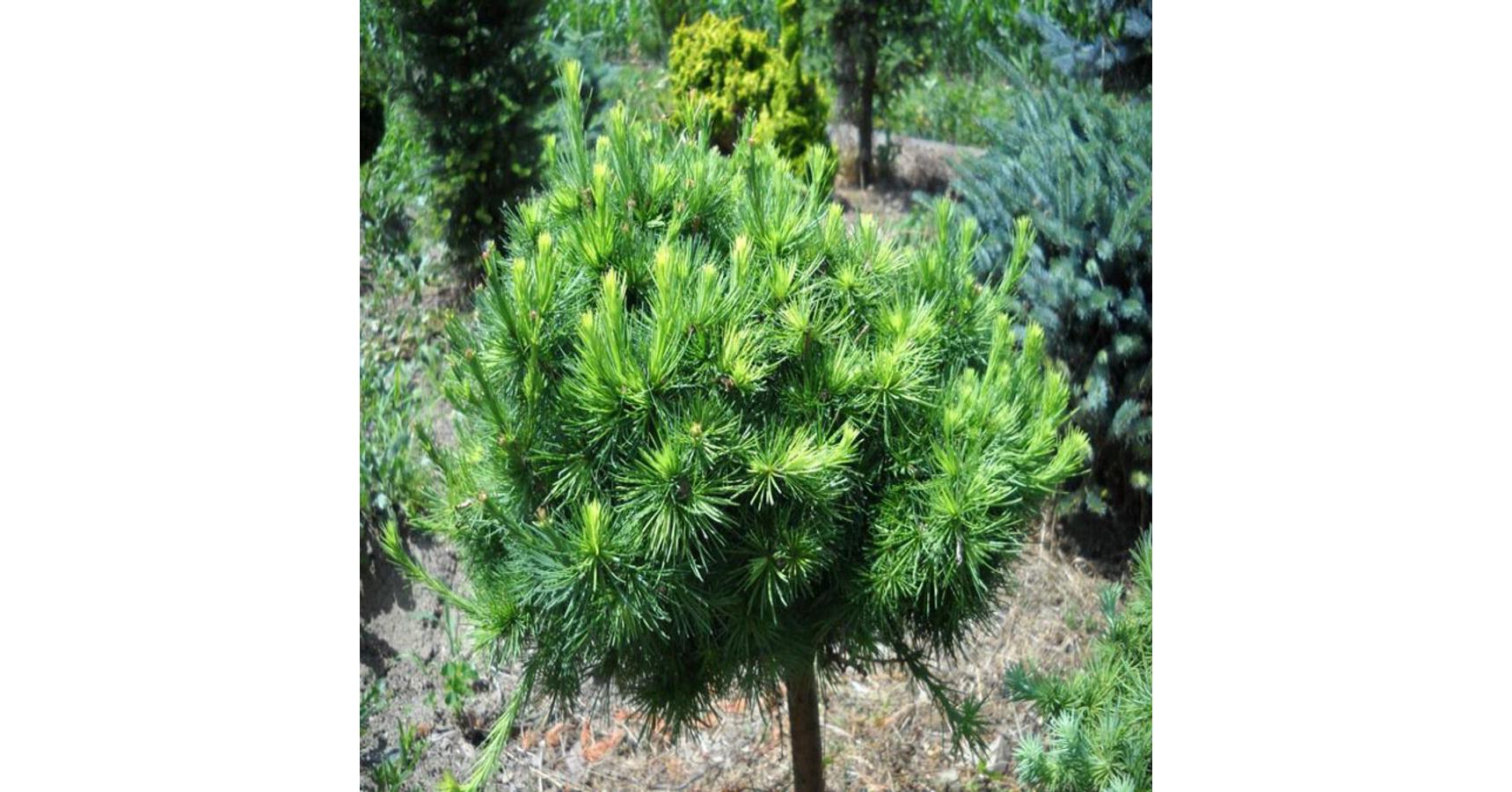 Larix Decidua Globus Vörösfenyő