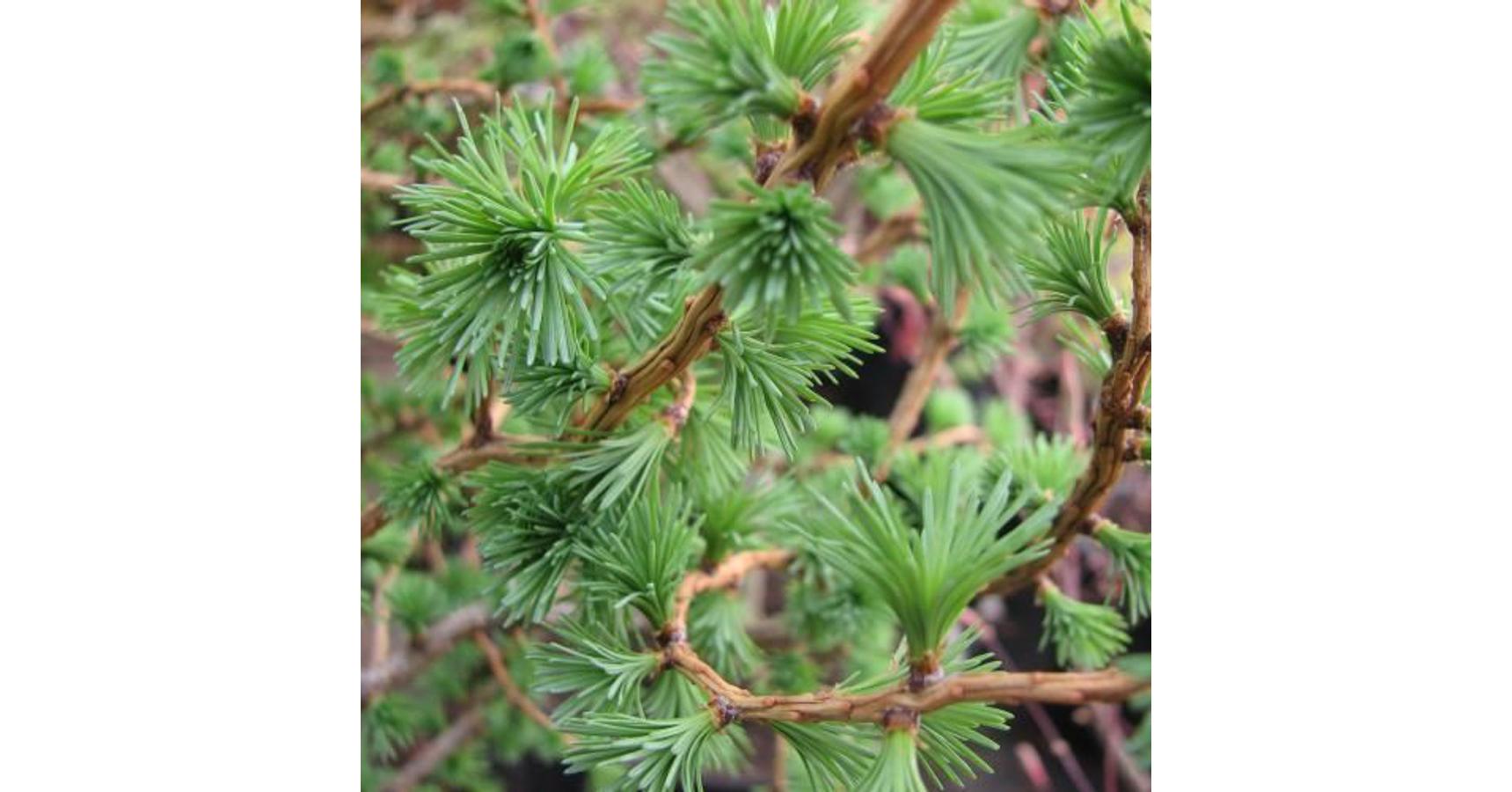Larix decidua 'Horstmann Recurved' – Vörösfenyő