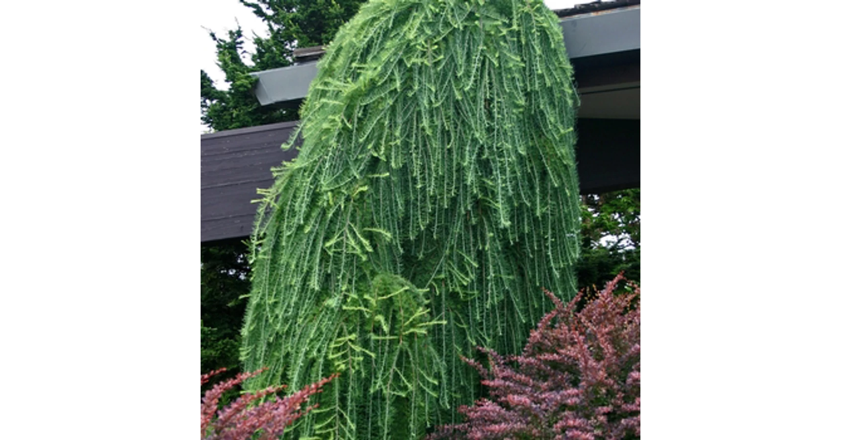 Larix decidua 'Julans Weeper' – Vörösfenyő