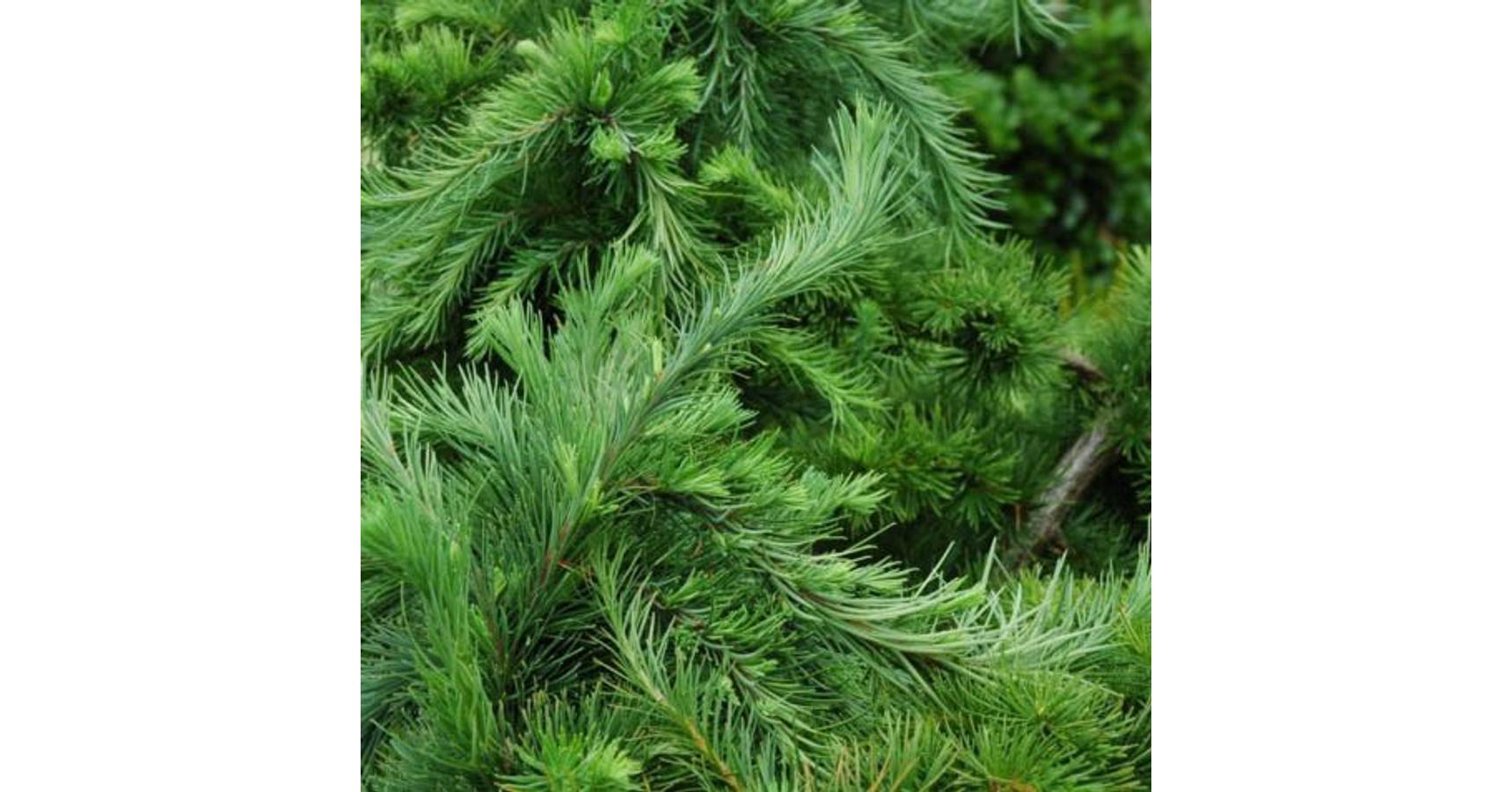 Larix decidua 'Little Bogle' – Vörösfenyő