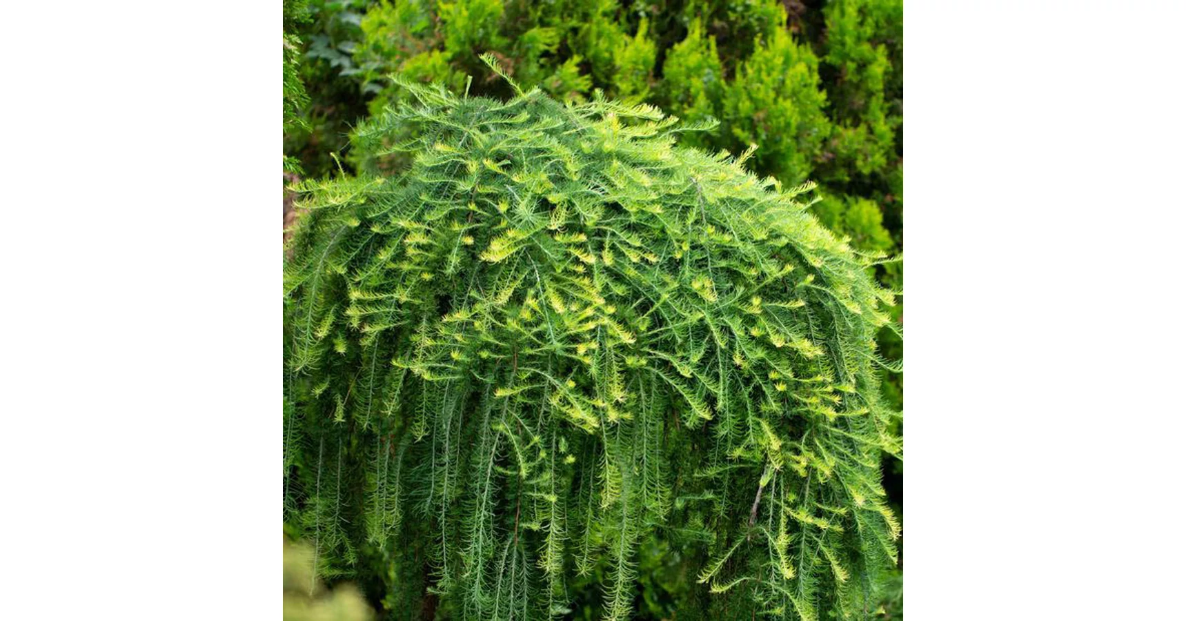 Larix kaempferi 'Boring Weeper' – Japán vörösfenyő (lombhullató)