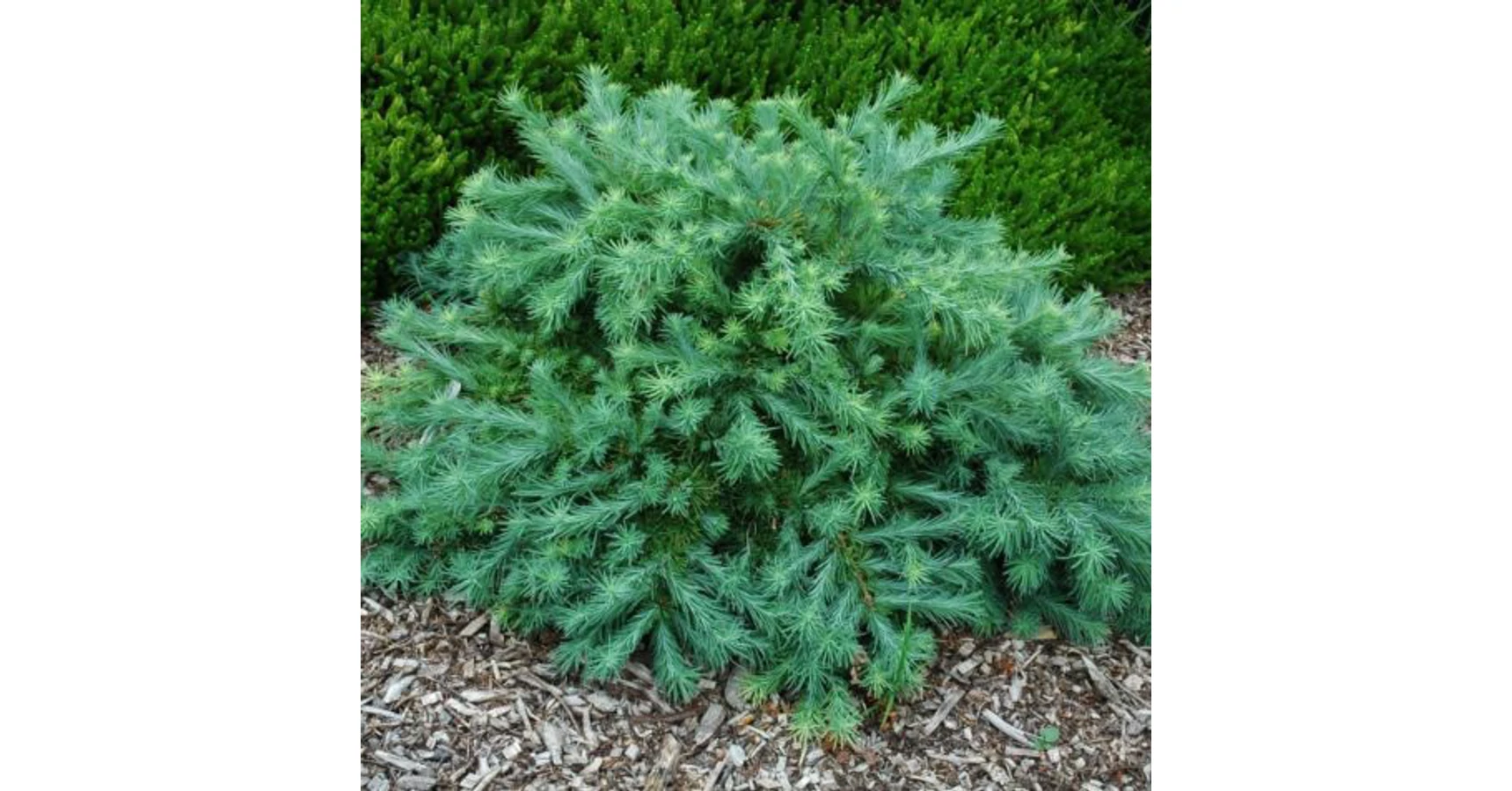 Larix kaempferi 'Wolterdingen' – Japán vörösfenyő