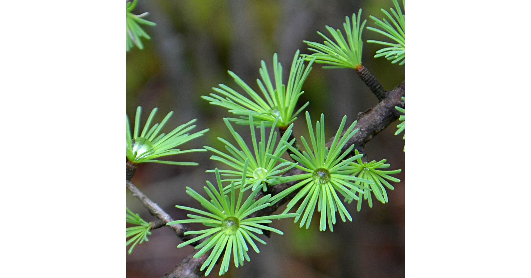 Larix laricina 'Dvergvorm' – Amerikai vörösfenyő
