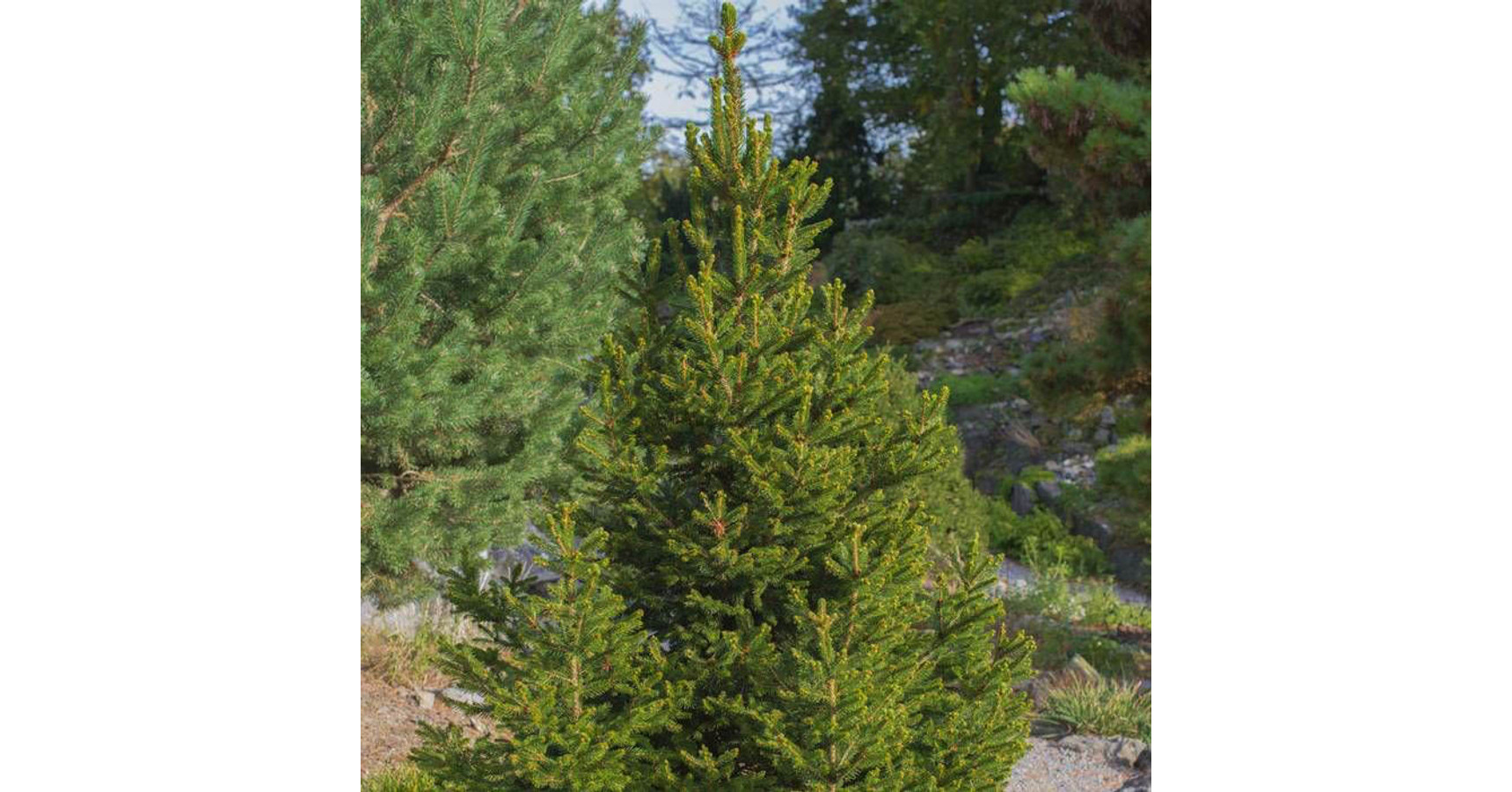 Picea glauca 'Perfecta'® – Cukorsüvegfenyő