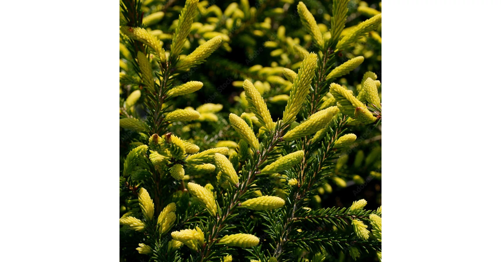 Picea orientalis 'Golden Start' – Keleti (Kaukázusi) lucfenyő