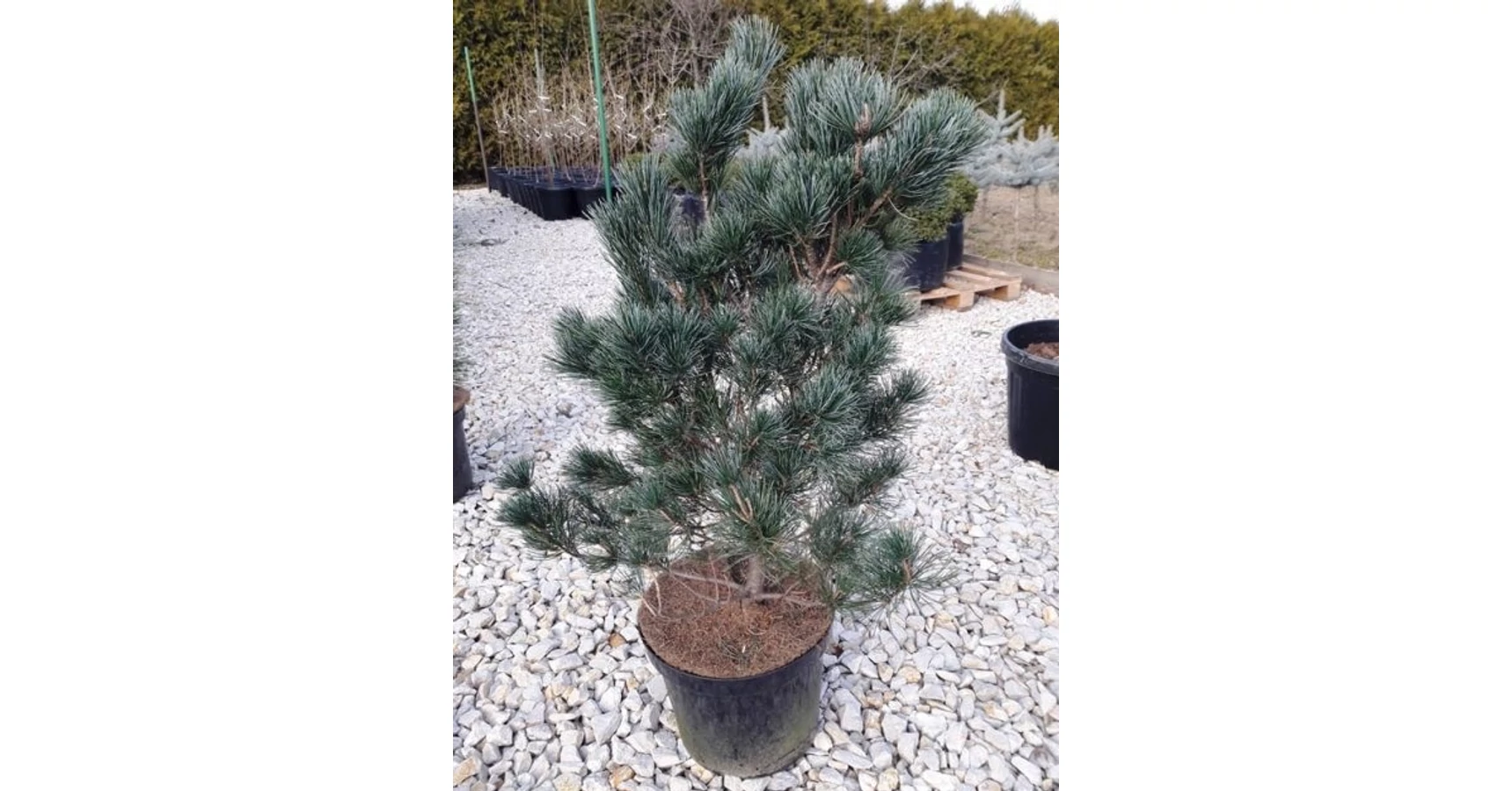 Pinus parviflora 'Blue Giant' – Japán selyemfenyő