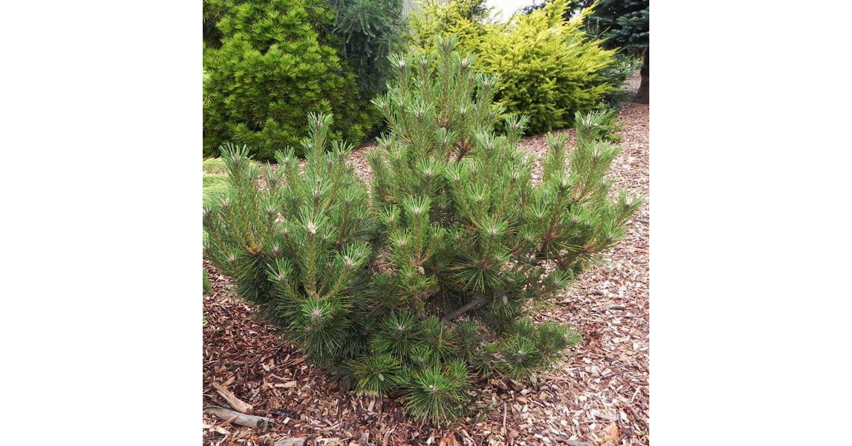 Pinus resinosa 'Nana' – Törpe vörös hosszútűs fenyő