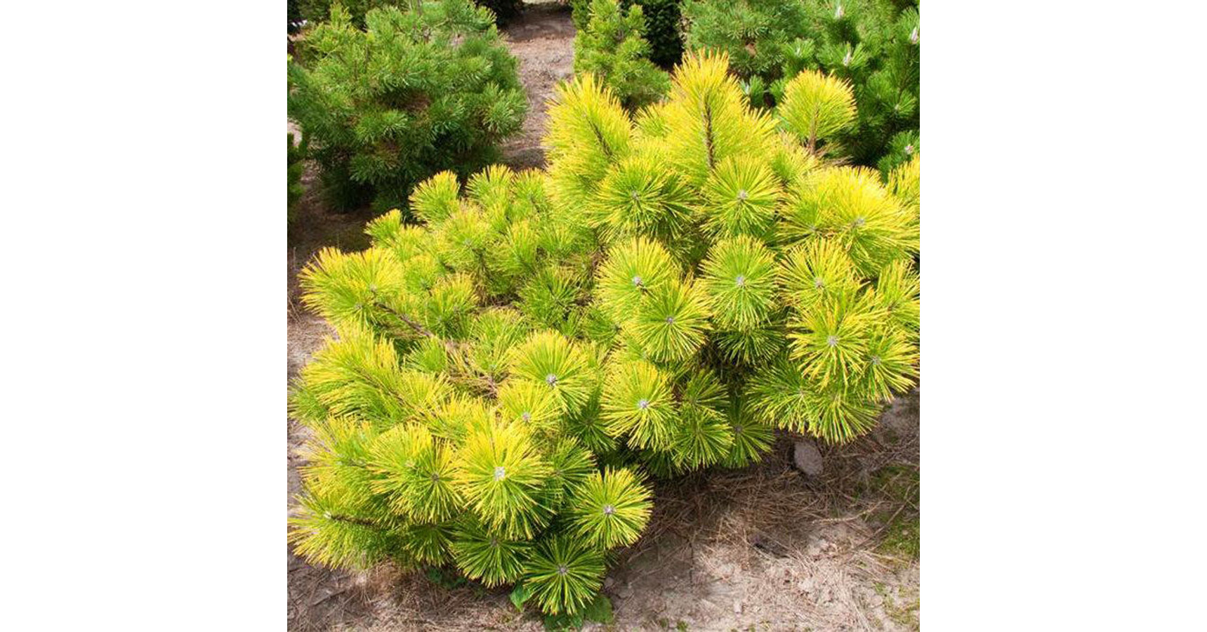 Pinus thunbergii 'Ogon' – Japán feketefenyő