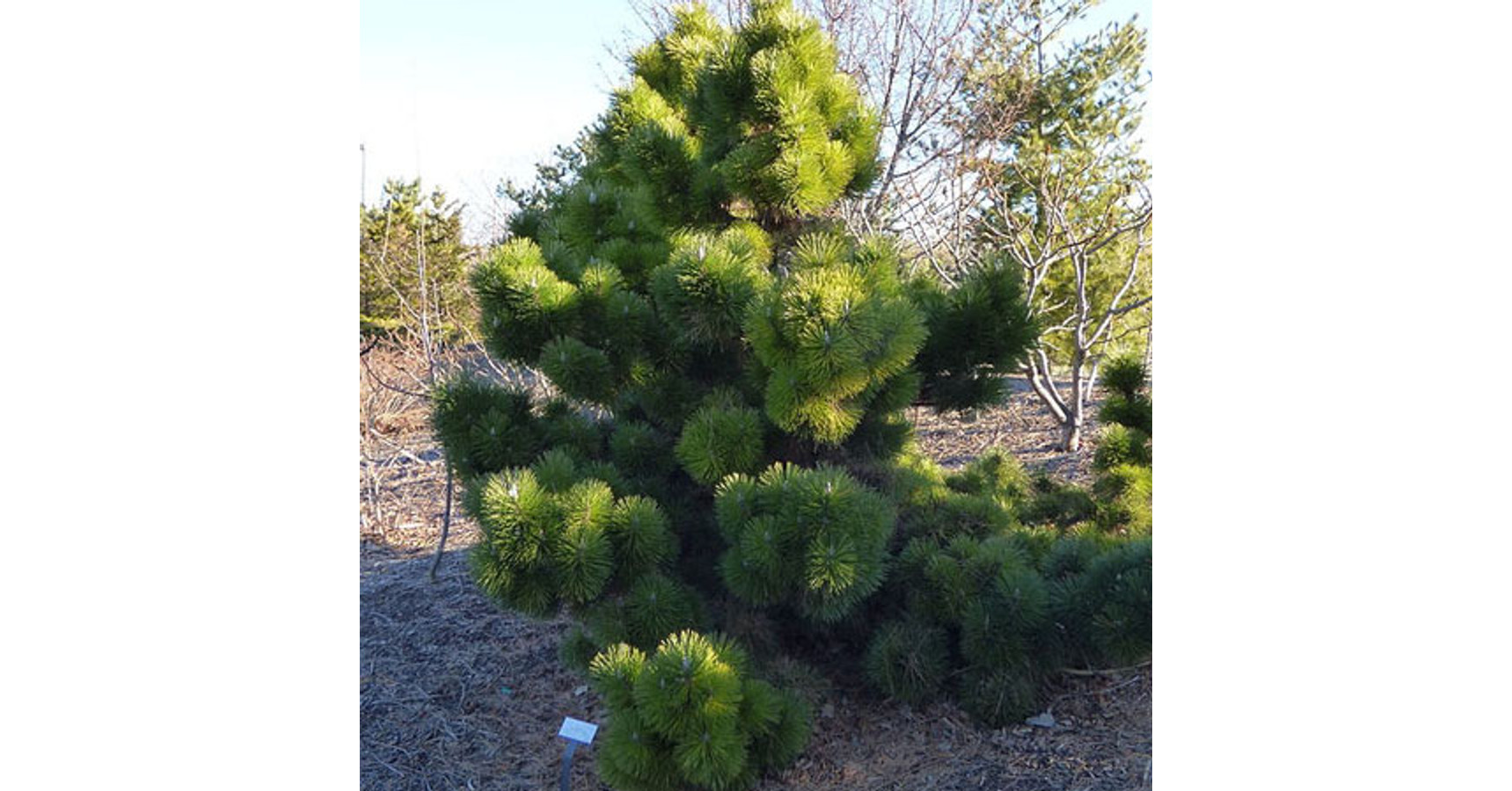 Pinus thunbergii 'Thunderhead' – Japán feketefenyő