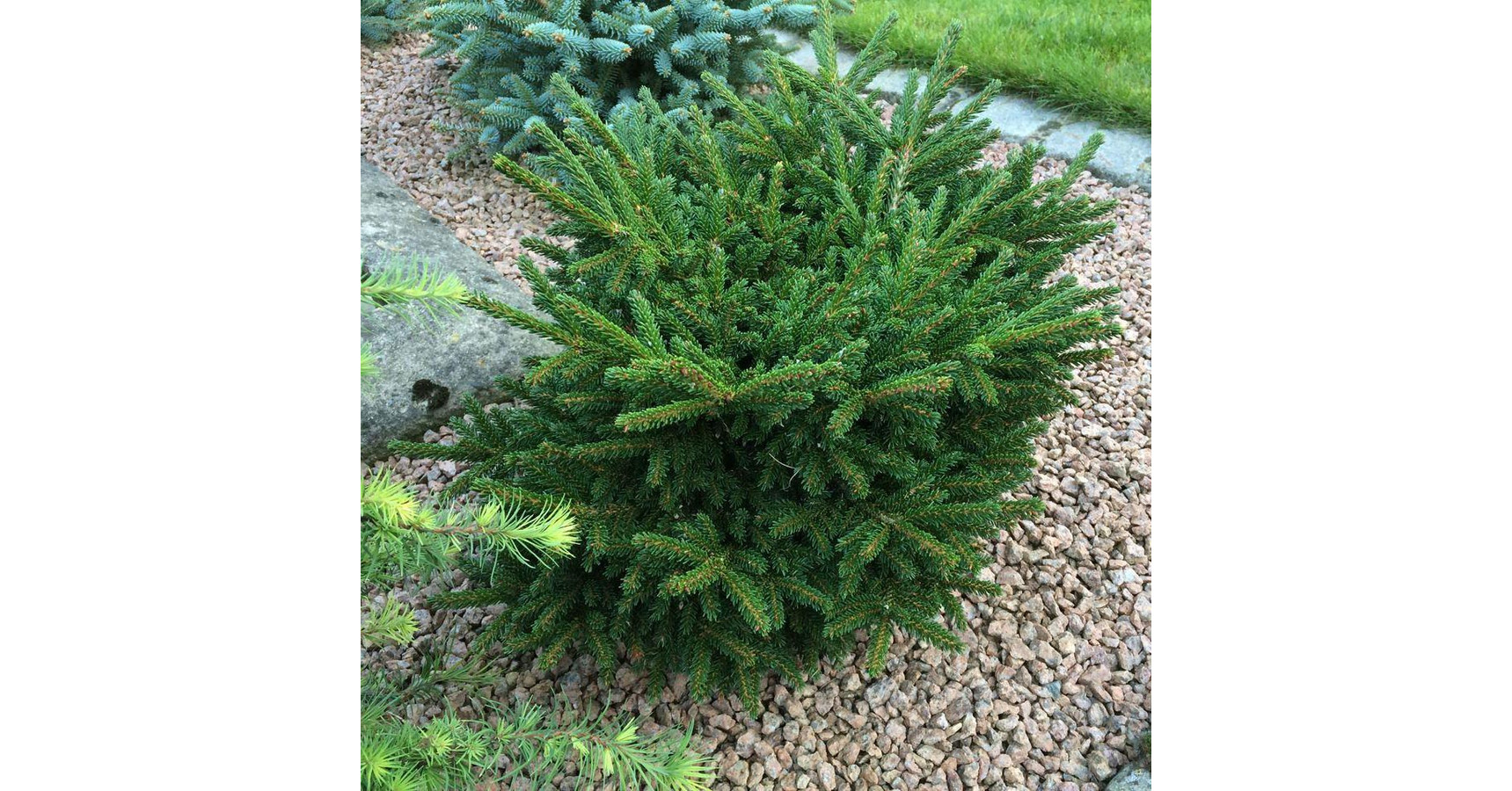 Picea orientalis 'Juwel' – Keleti (Kaukázusi) lucfenyő