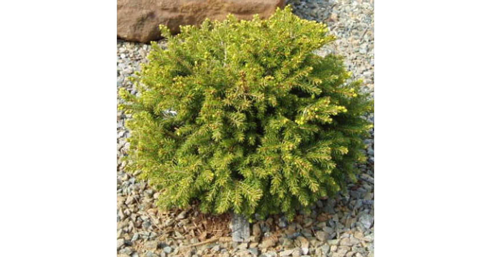 Picea orientalis 'Losely' – Keleti (Kaukázusi) lucfenyő