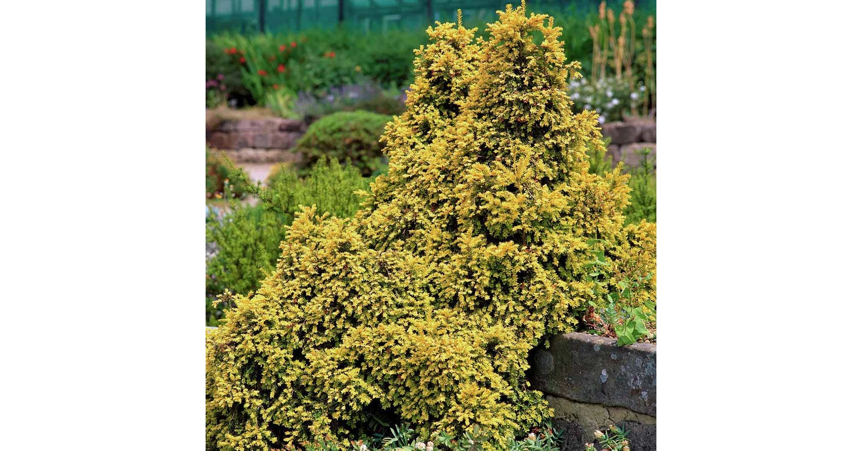 Taxus baccata 'Adpressa Aurea' – Tiszafa