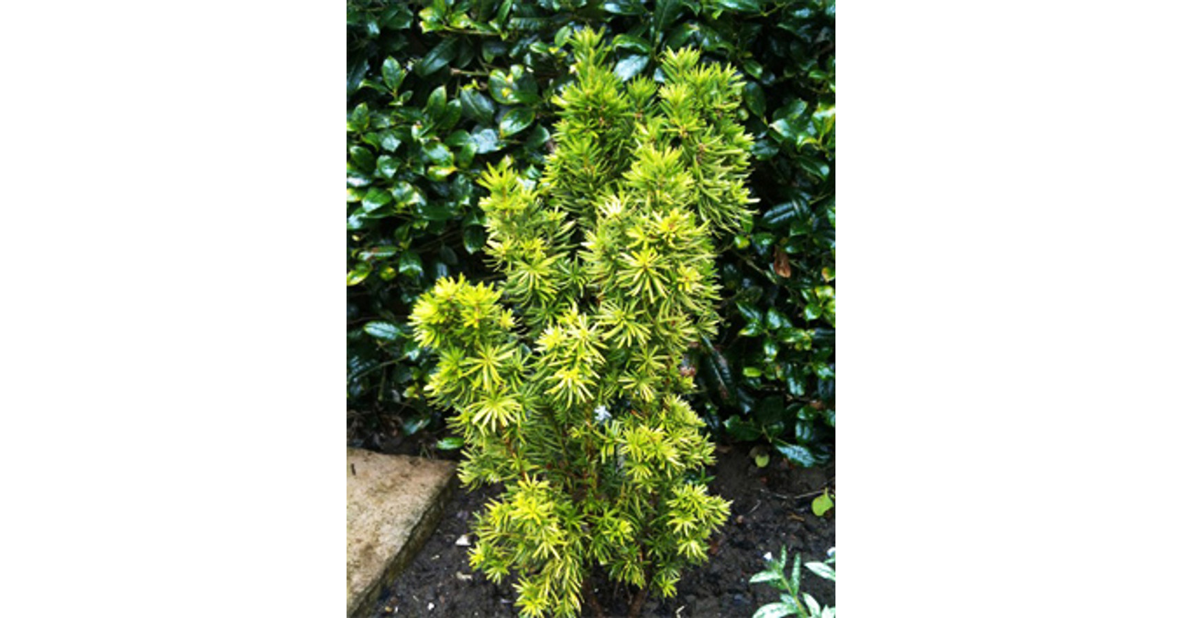 Taxus x media 'Stricta Viridis' – Tiszafa