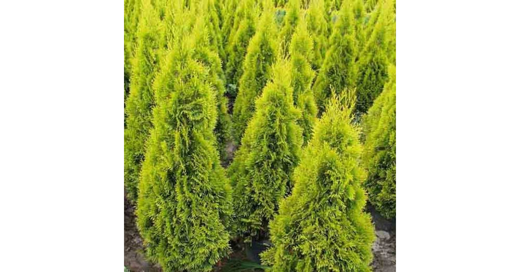 Thuja occidentalis 'Janed Gold' – Nyugati tuja